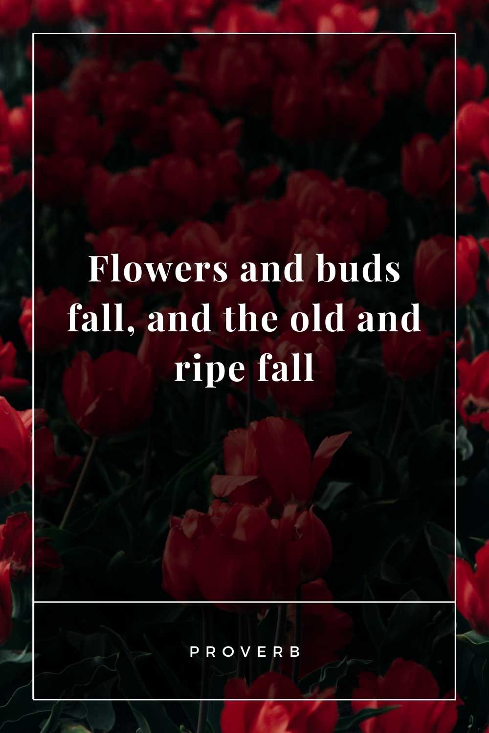 40+ Falling & Dying Flower Quotes & Sayings Related to Life