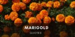 30+ Beautiful Marigold Flower Quotes and Captions
