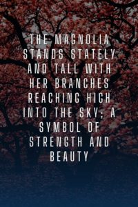 30+ Beautiful Magnolia Tree and Flower Quotes & Captions