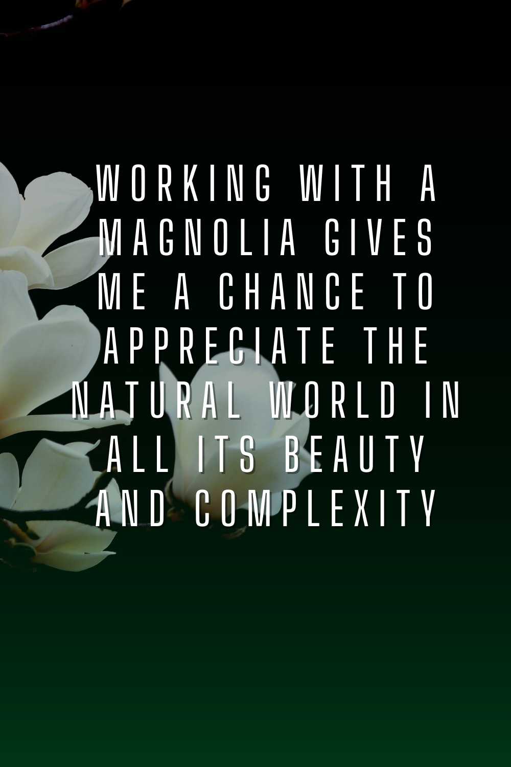 30+ Beautiful Magnolia Tree and Flower Quotes & Captions