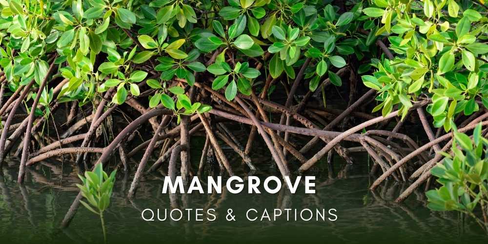 40 Mangroves Quotes Instagram Captions For Nature Lovers