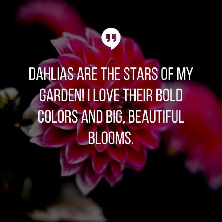 20+ Dahlia Flower Quotes & Captions for Instagram Photos