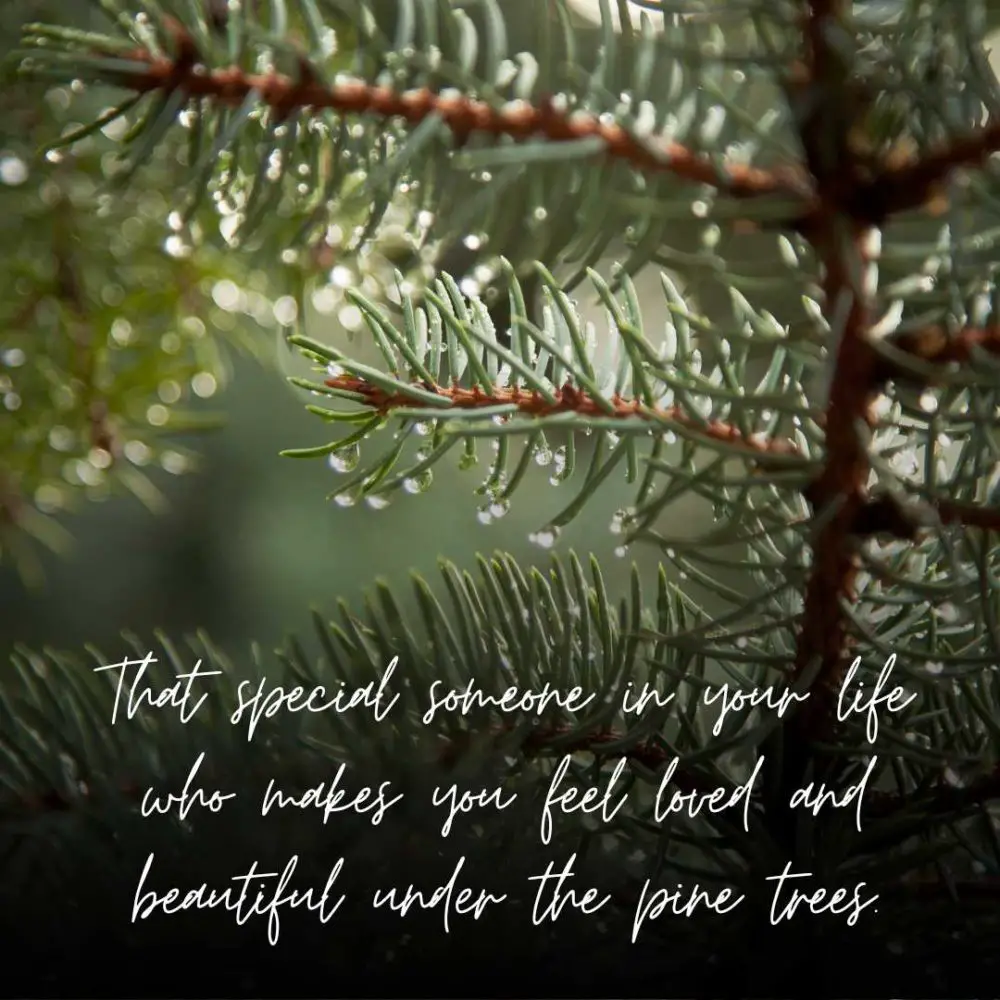 60+ Instagram Captions About Pine Trees for Nature Lovers